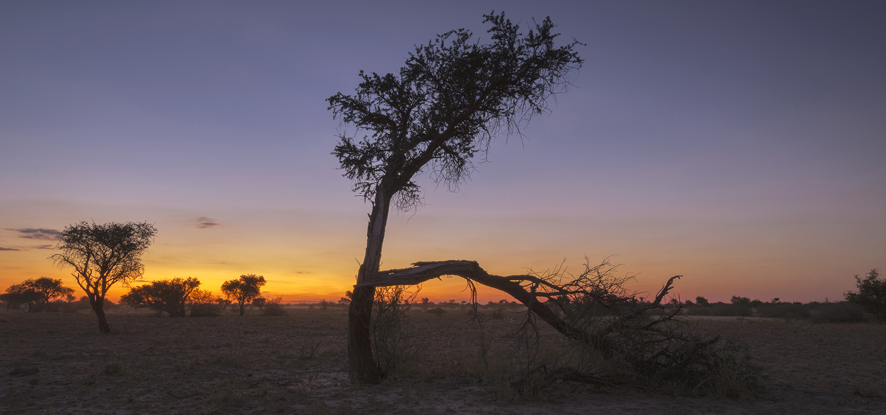 Kalahari Ecosystem - Leopard Ecology & Conservation
