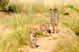 Leoparden - Leopard Ecology & Conservation